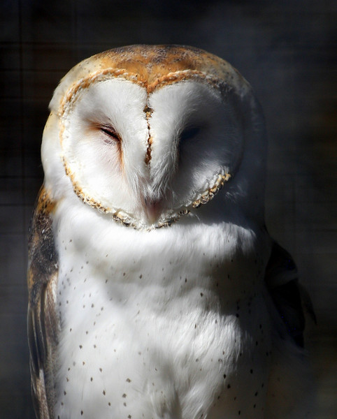 The Owl Behind the Fence | Wild Westhampton