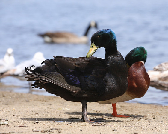 The Giant Ducks of Kaler’s Pond | Wild Westhampton