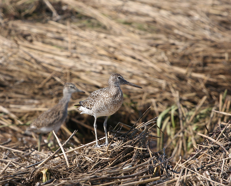 Willet | Wild Westhampton